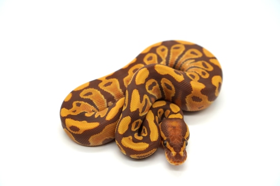 Orange Dream Ultramel DH Clown Pied Ball Python by Ozzy Boids LLC