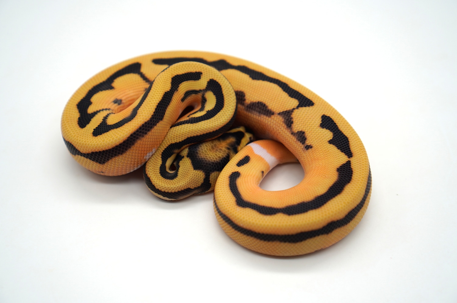 Orange Dream Leopard Desert Ghost Pied Ball Python by Ozzy Boids LLC ...