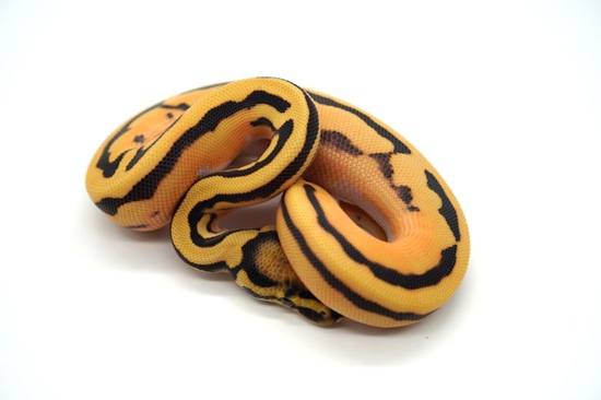 Orange Dream Yellow Belly Leopard Desert Ghost Pied Ball Python by Ozzy ...