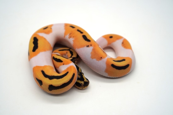 Orange Dream YB Desert Ghost Pied Ball Python by Ozzy Boids LLC
