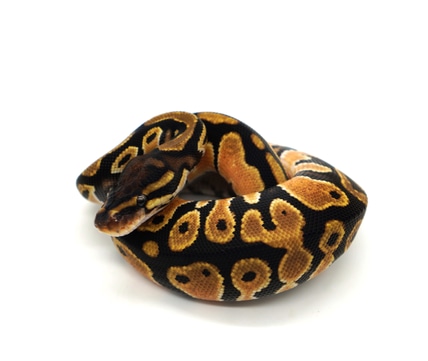 High Intensity Orange Dream YB Enchi Leopard Clown Ball Python by Ozzy Boids LLC - MorphMarket