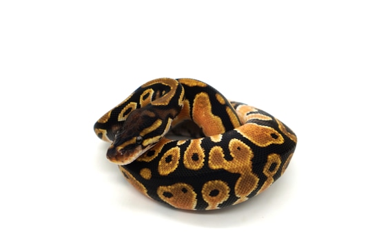 Orange Dream DH Desert Ghost Pied Ball Python by Ozzy Boids LLC