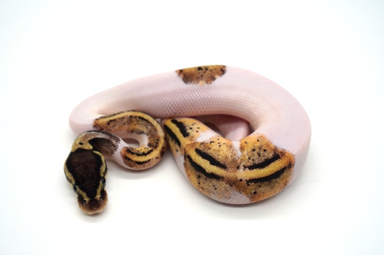 Pastel Leopard Pied 66% DH Desert Ghost VPI Axanthic Ball Python by ...