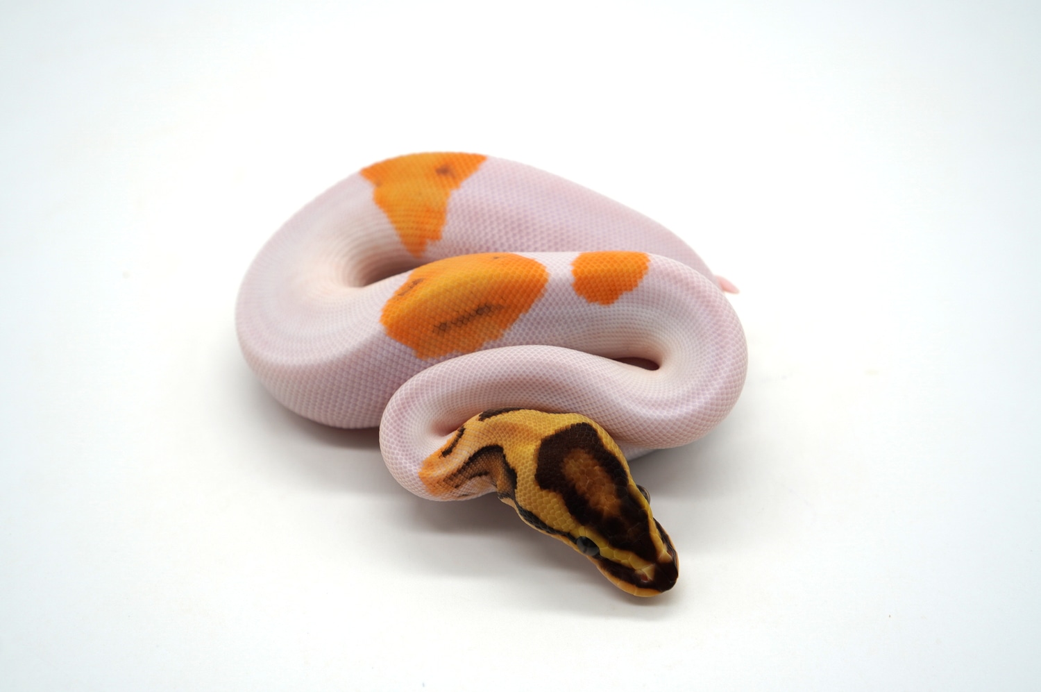 Super Orange Dream YB Enchi Fire Pied 50% Het Clown Ball Python by Ozzy ...