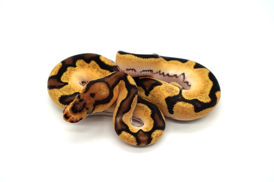 High Intensity Super Orange Dream Clown 66% Het Desert Ghost Ball ...