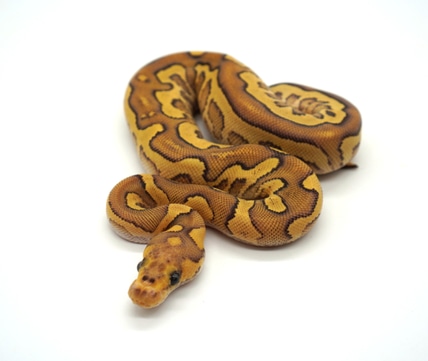 Lesser Black Pastel Mahogany Clown Ball Python by Ozzy Boids LLC ...