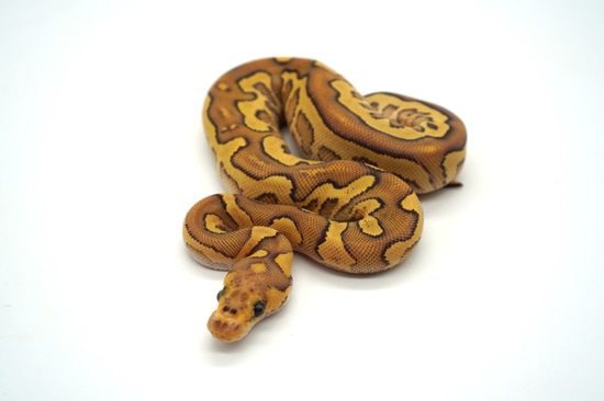 Mojave Enchi Fire Hurricane Clown Ball Python by Ozzy Boids LLC