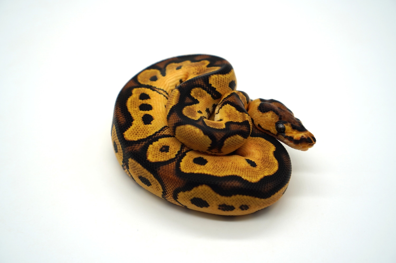 High Intensity Orange Dream YB Enchi Clown Ball Python by Ozzy Boids ...