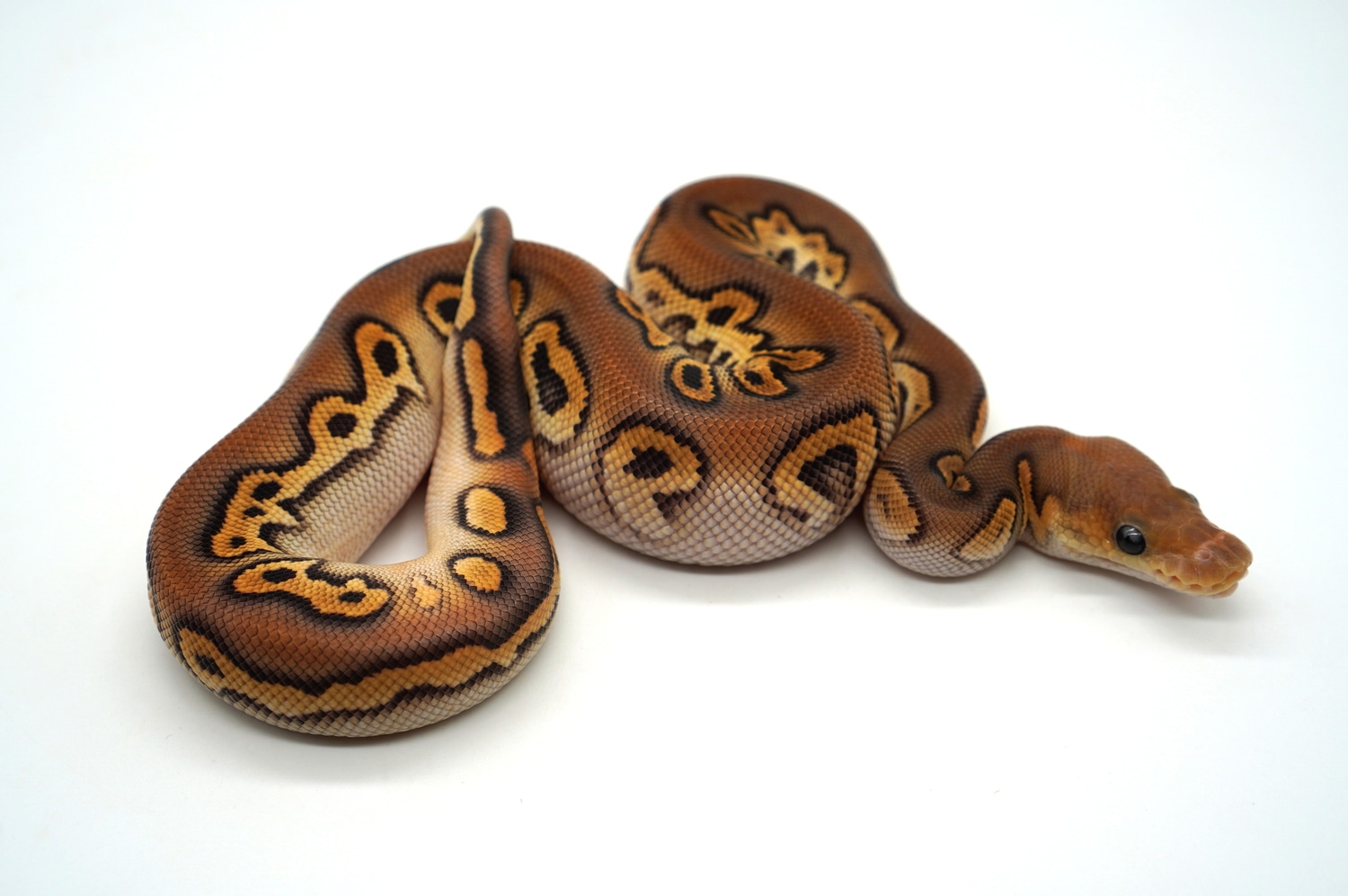 Orange Dream Fire Mojave Black Pastel Clown Ball Python by Ozzy Boids ...