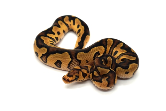 Enchi Hurricane Clown Ball Python by Ozzy Boids LLC