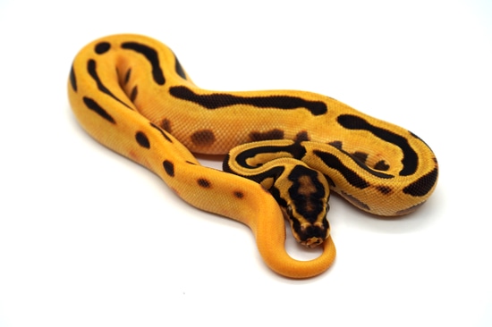 Super Orange Dream YB Enchi Leopard DH Clown Pied Ball Python by Ozzy ...