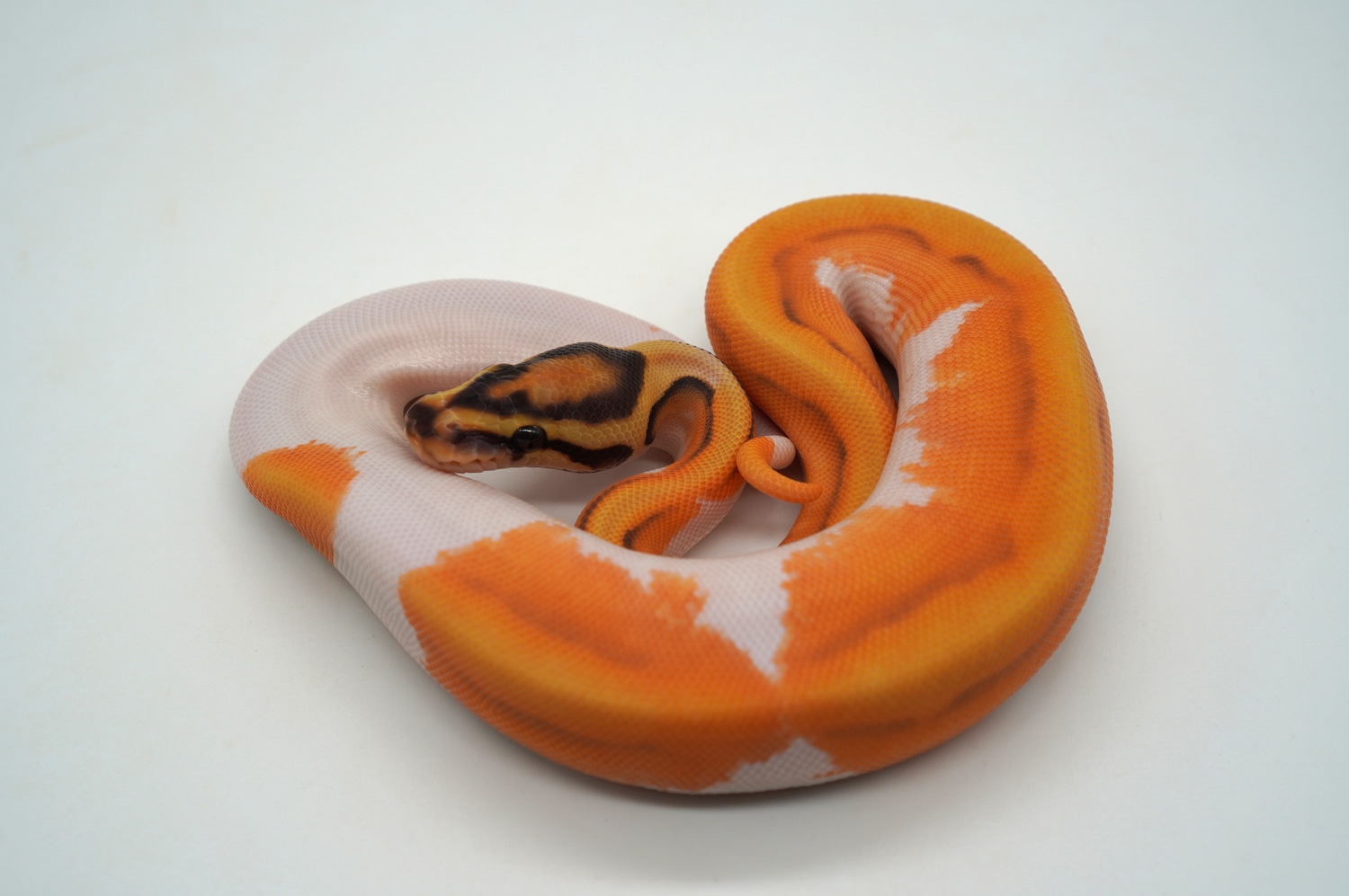 Super Orange Dream Enchi Hypo Pied Ball Python by Ozzy Boids LLC ...