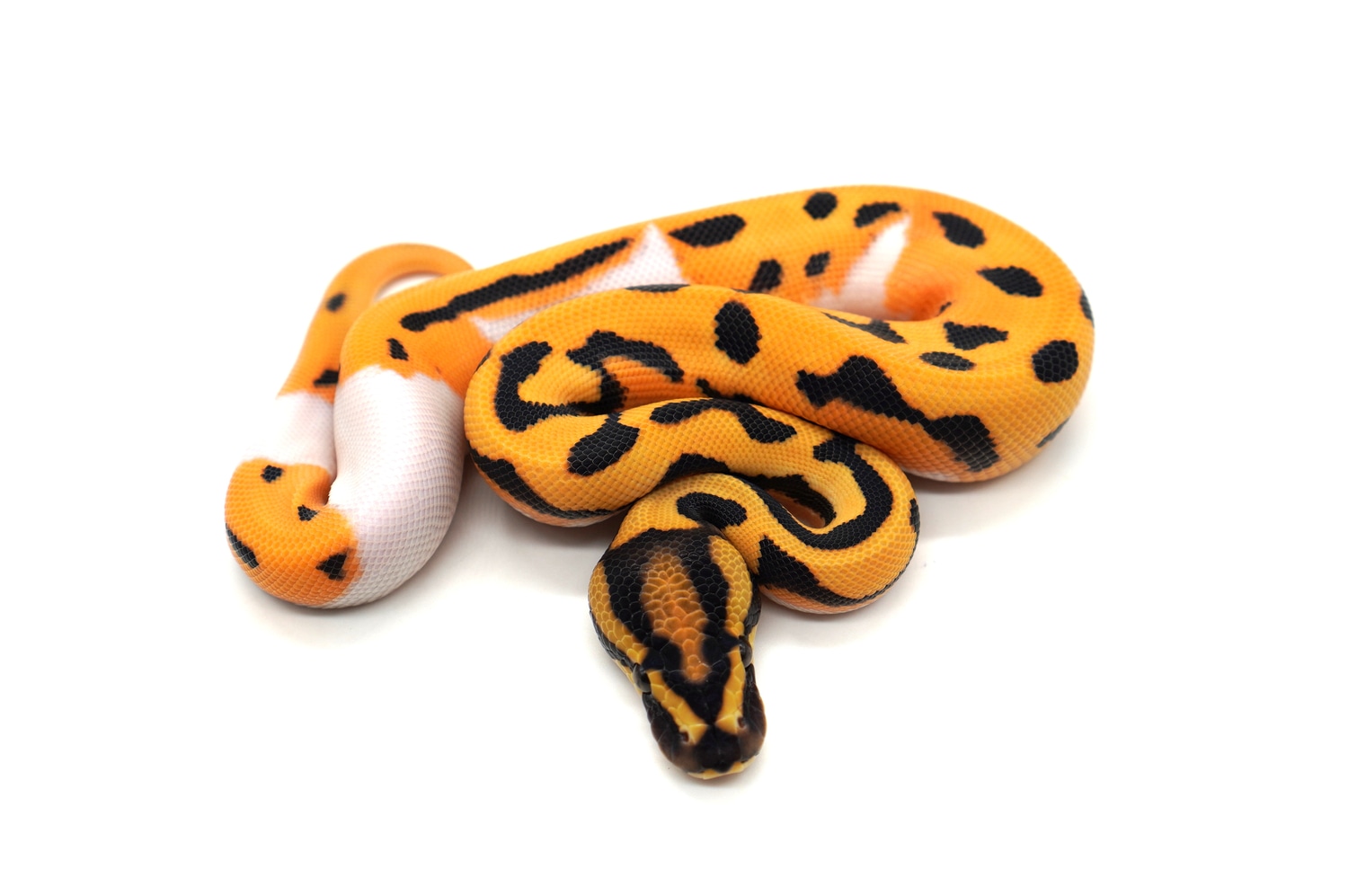 Super Orange Dream Leopard Desert Ghost Pied Ball Python by Ozzy Boids ...