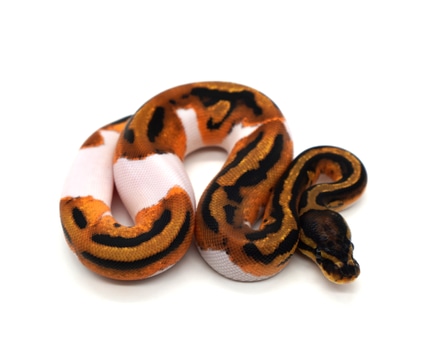 Enchi Clown Het Ultramel Ball Python by Ozzy Boids LLC - MorphMarket