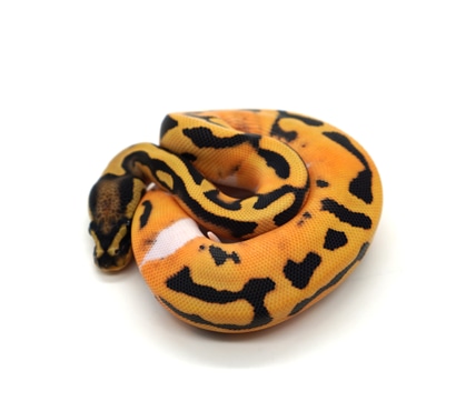 Orange Dream Vanilla Puzzle Ball Python by Ozzy Boids LLC - MorphMarket