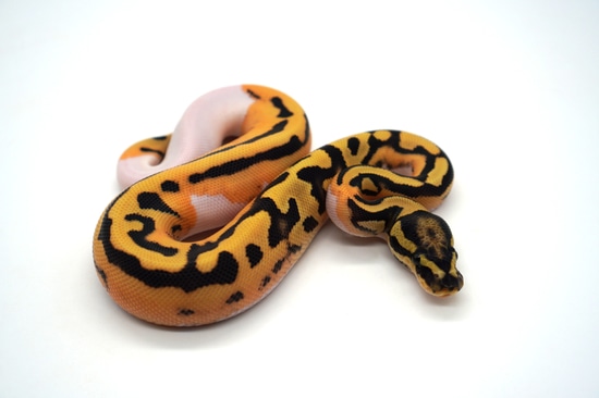 Orange Dream Desert Ghost Pied Ball Python by Ozzy Boids LLC