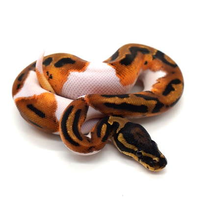 Super Orange Dream YB Black Pastel Enchi Clown Ball Python by Ozzy ...