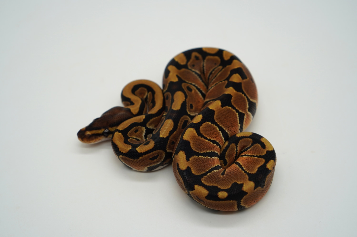 Het Puzzle Ball Python by Ozzy Boids LLC - MorphMarket