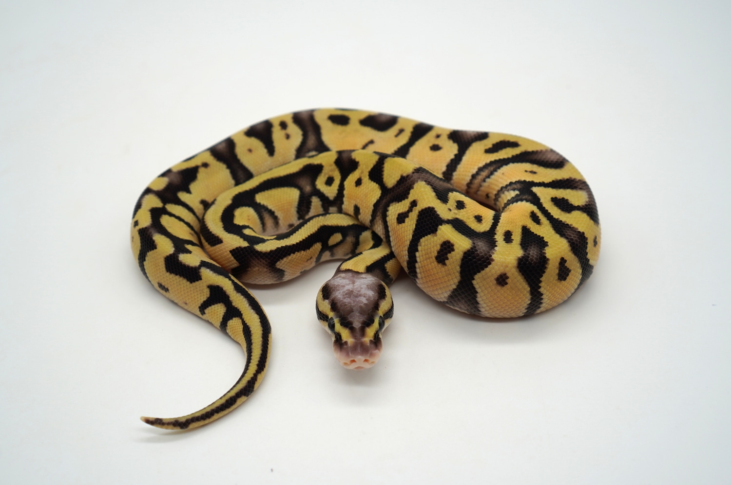 High Intensity Orange Dream Super Pastel Triple Het VPI Axanthic Desert ...