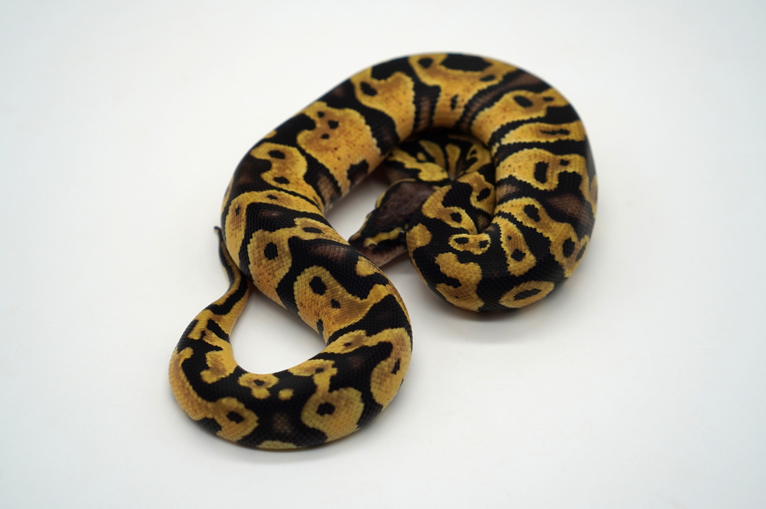 Pastel Triple Het VPI Axanthic Desert Ghost Clown Ball Python by Ozzy ...
