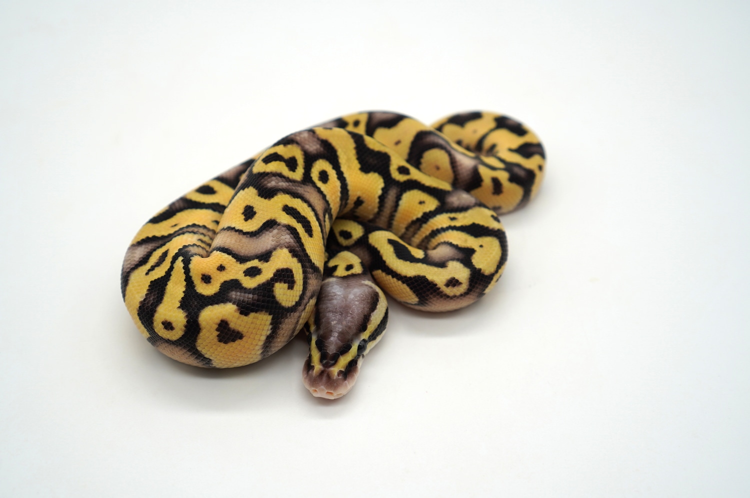 High Intensity Orange Dream Super Pastel Triple Het VPI Axanthic Desert ...