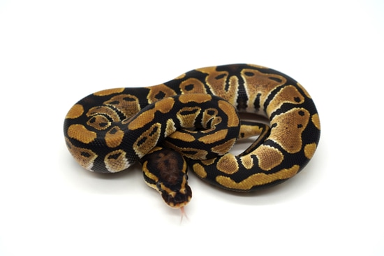 Triple Het VPI Axanthic Desert Ghost Clown Ball Python by Ozzy Boids LLC