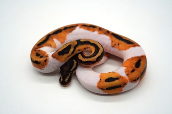 Orange Dream Pied DH Hypo Desert Ghost Ball Python by Ozzy Boids LLC