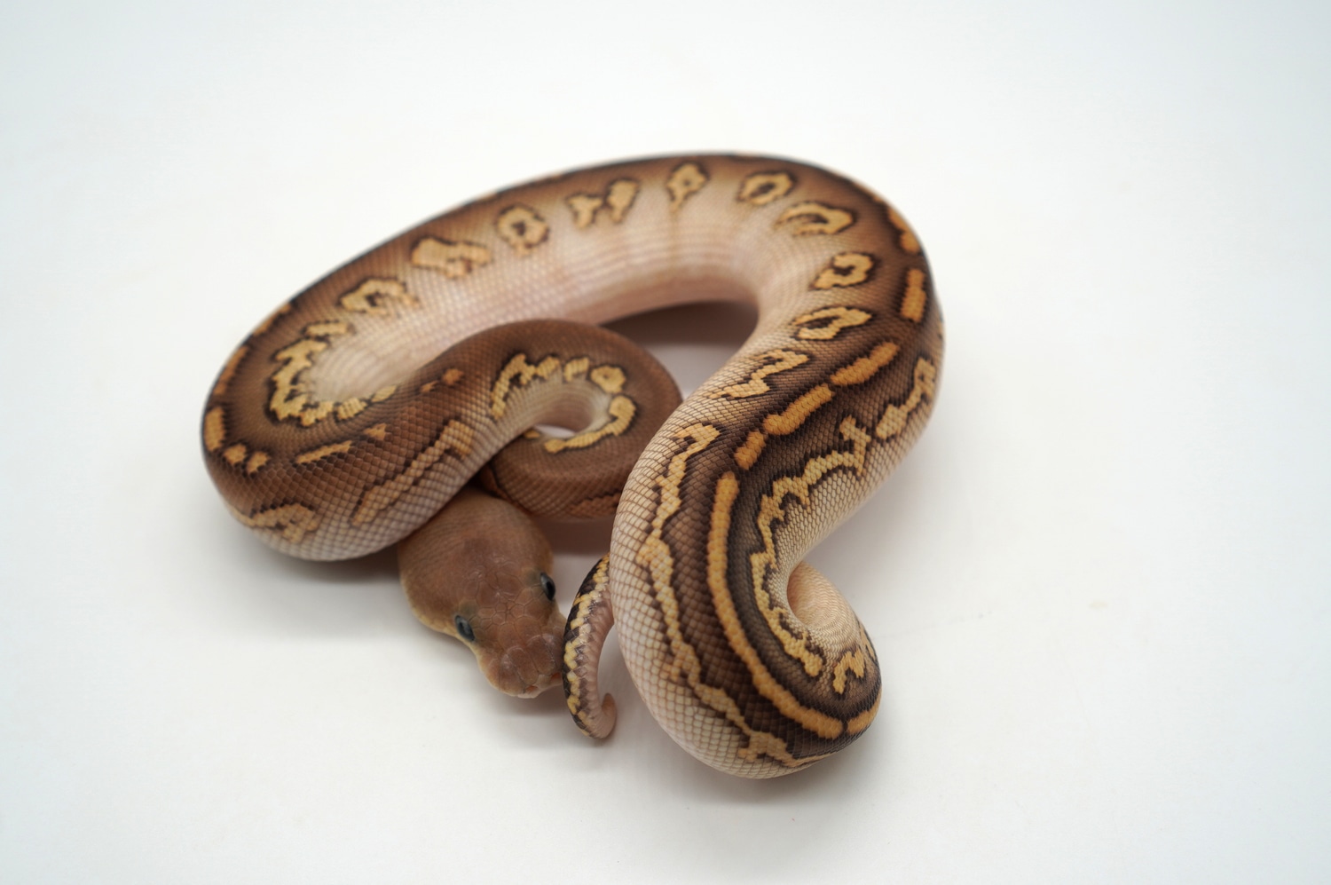 Lesser Black Pastel Mahogany Clown Ball Python by Ozzy Boids LLC ...