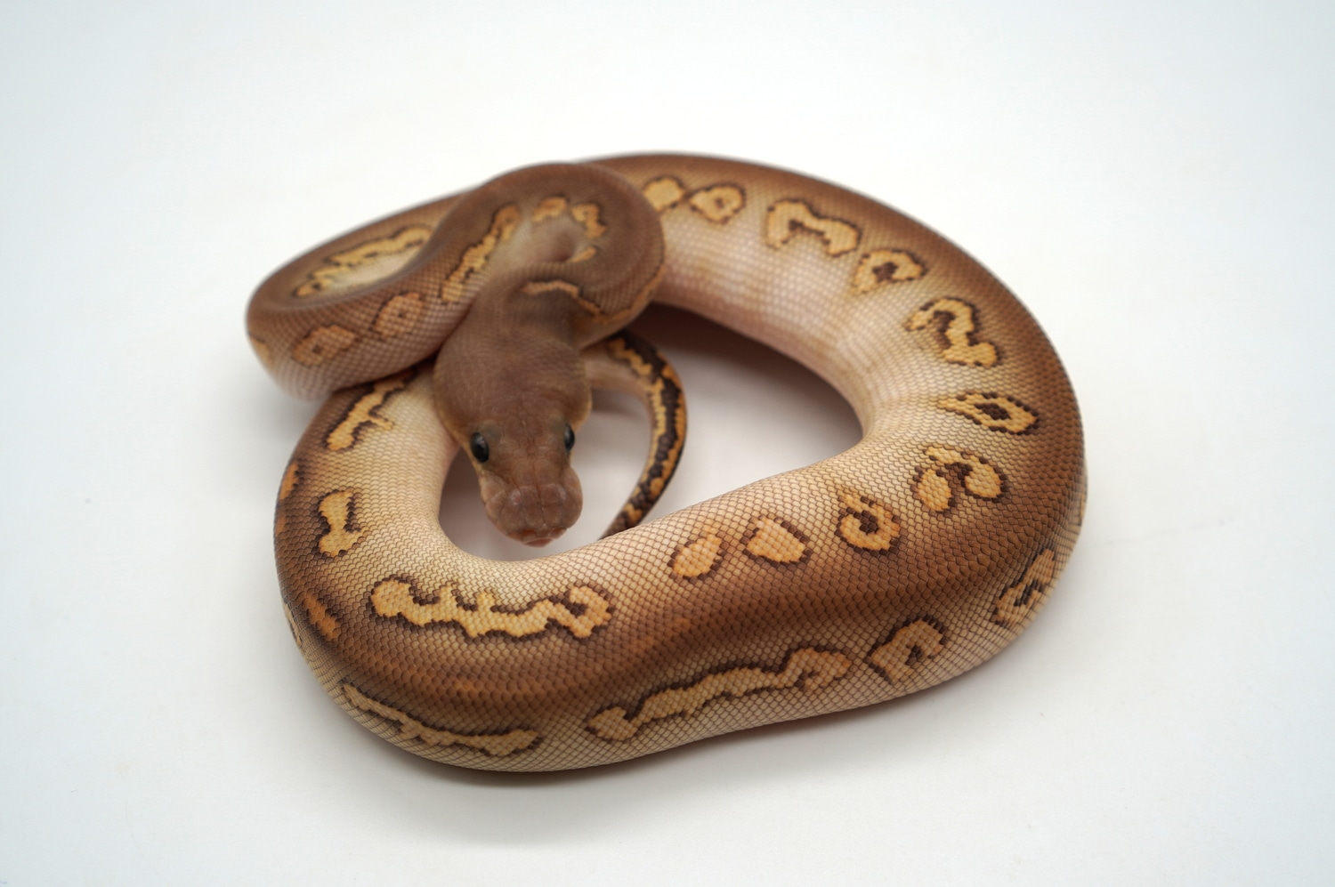 Lesser Black Pastel Mahogany Clown Ball Python by Ozzy Boids LLC ...