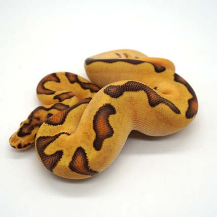Orange Dream Fire Barnhart-Line Black Pastel Cypress Het Clown Ball ...