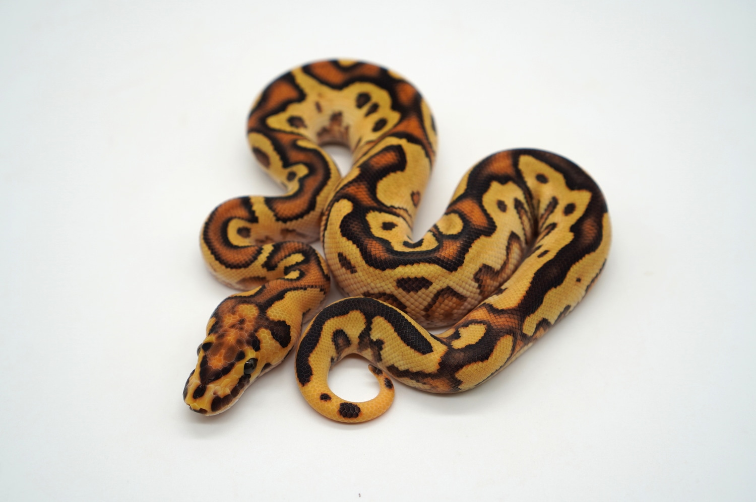 Orange Dream Enchi Fire Hurricane Clown 50% Het Pied Ball Python by ...
