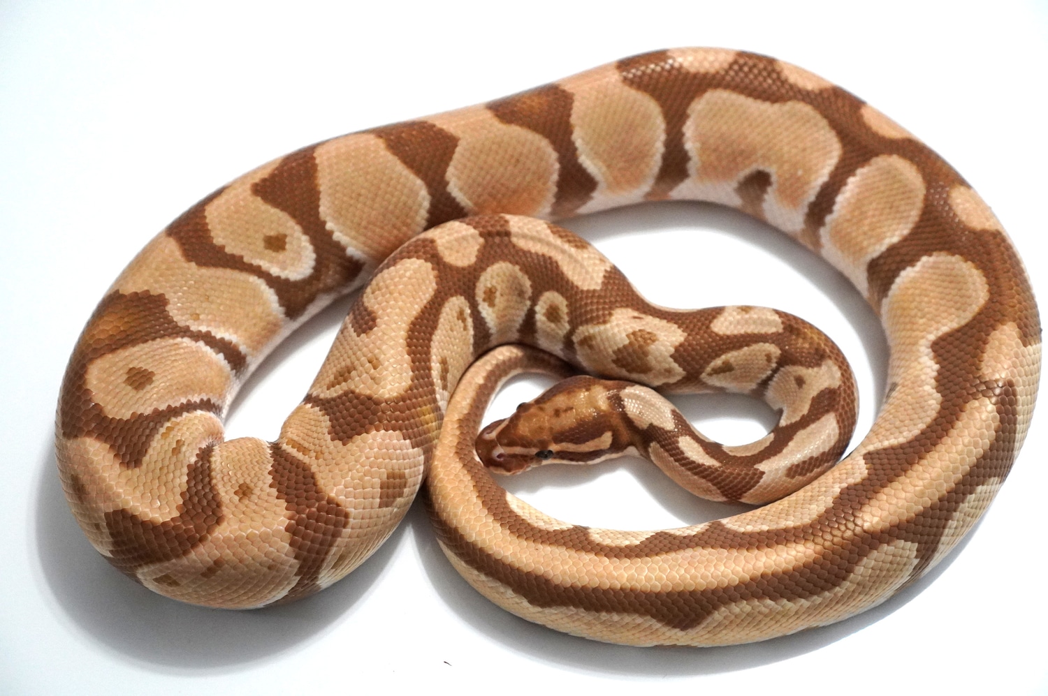 Orange Dream Ultramel Ball Python by Ozzy Boids LLC - MorphMarket