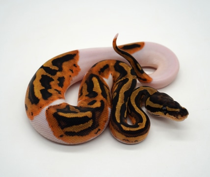 VPI Axanthic Desert Ghost Spinner Blast Ball Python by Ozzy Boids LLC ...