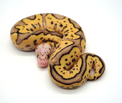 Super Orange Dream Cypress Black Pastel Mojave Het Clown Ball Python by ...