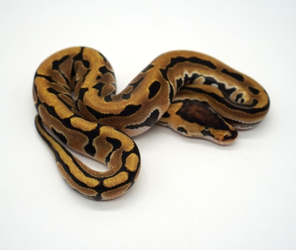 Orange Dream Fire Mojave Black Pastel Clown Ball Python by Ozzy Boids ...