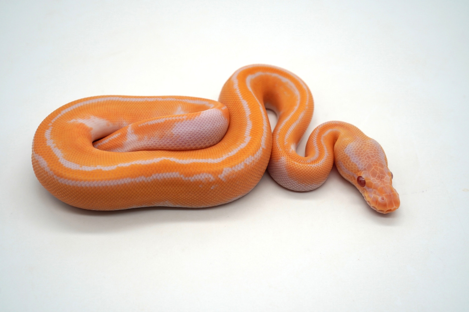 Orange DreamYB Cinny Bongo Candy Pied Ball Python by Ozzy Boids LLC ...