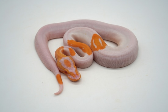 Orange Dream YB Bongo Candy Pied Ball Python by Ozzy Boids LLC