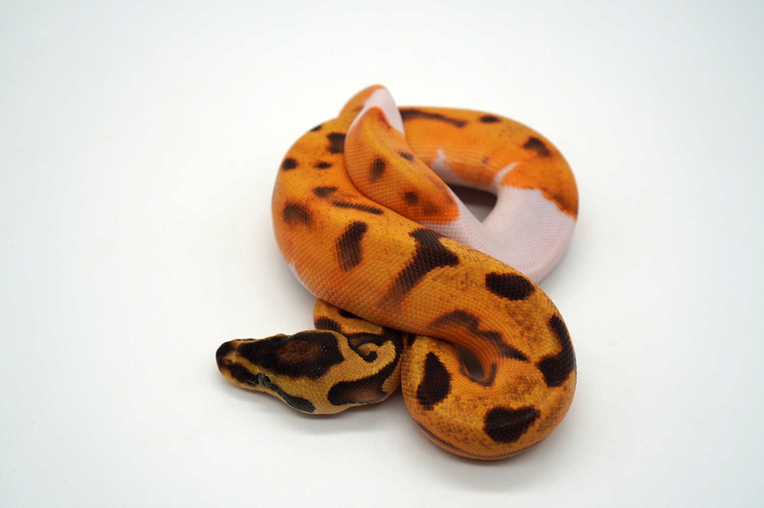 Super Orange Dream Enchi Leopard Pied 50% Het Clown Ball Python by Ozzy ...