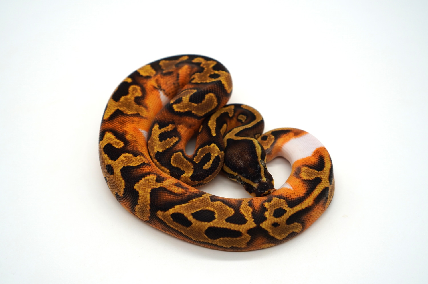 Orange Dream Enchi Hurricane Het Pied 50% Het Clown Ball Python by Ozzy ...