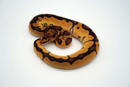 Super Orange Dream Red Stripe Clown 50% Het Genetic Stripe Ball Python ...
