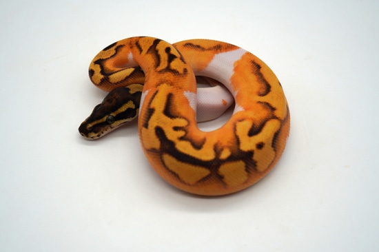 Super Orange Dream Hurricane Pied 50% Het Clown Ball Python by Ozzy ...