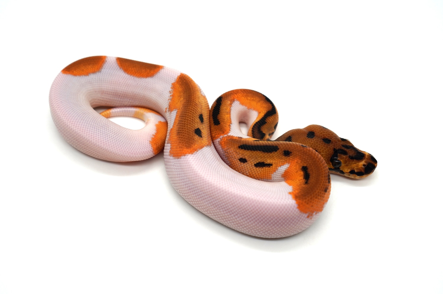 Orange Dream Leopard Clown Pied Ball Python by Ozzy Boids LLC - MorphMarket