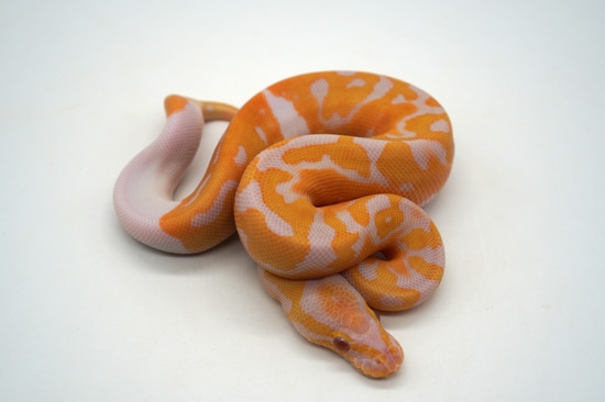 Candy Pied Ball Python by Ozzy Boids LLC