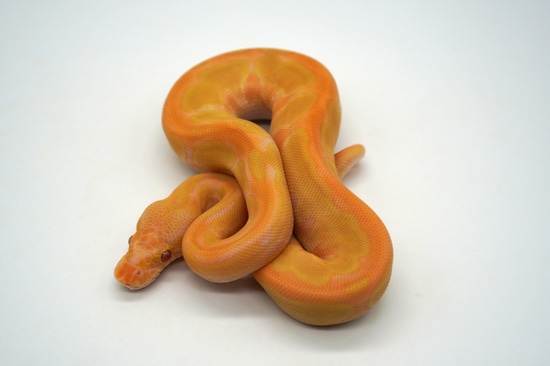 Enchi Bongo Candy Het Pied Ball Python by Ozzy Boids LLC