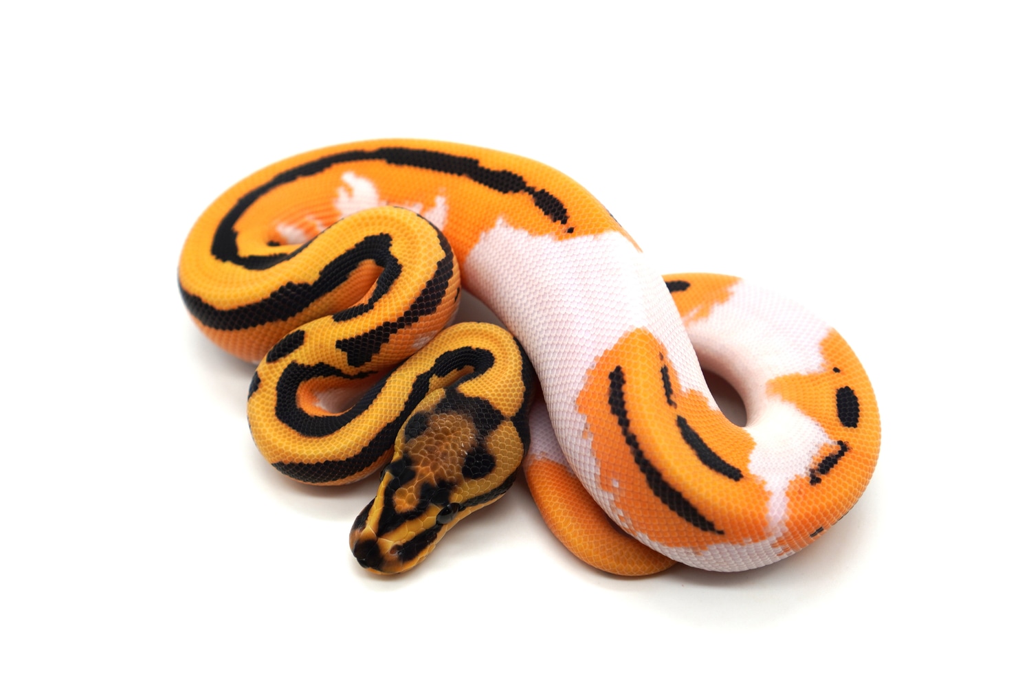 Super Orange Dream YB Leopard Desert Ghost Pied Ball Python by Ozzy ...