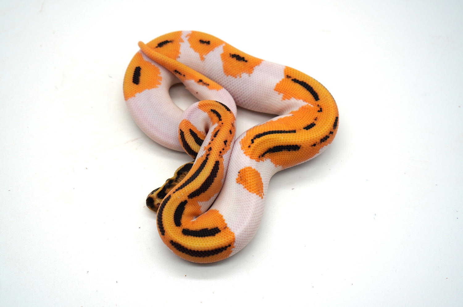 Super Orange Dream Desert Ghost YB Pied Ball Python by Ozzy Boids LLC ...