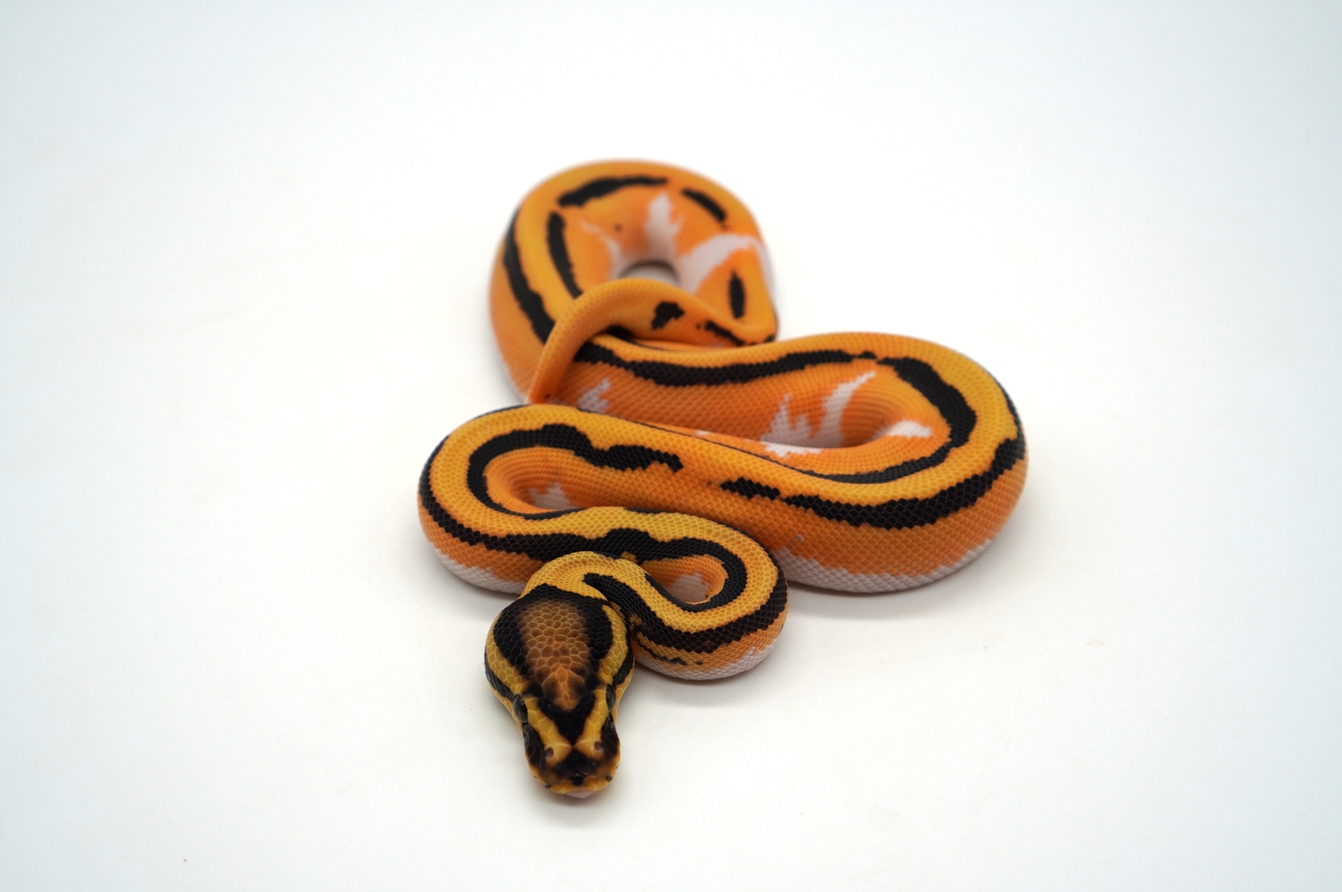 Super Orange Dream Leopard Desert Ghost Pied Ball Python by Ozzy Boids ...