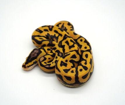 VPI Axanthic Desert Ghost Spinner Blast Ball Python by Ozzy Boids LLC ...