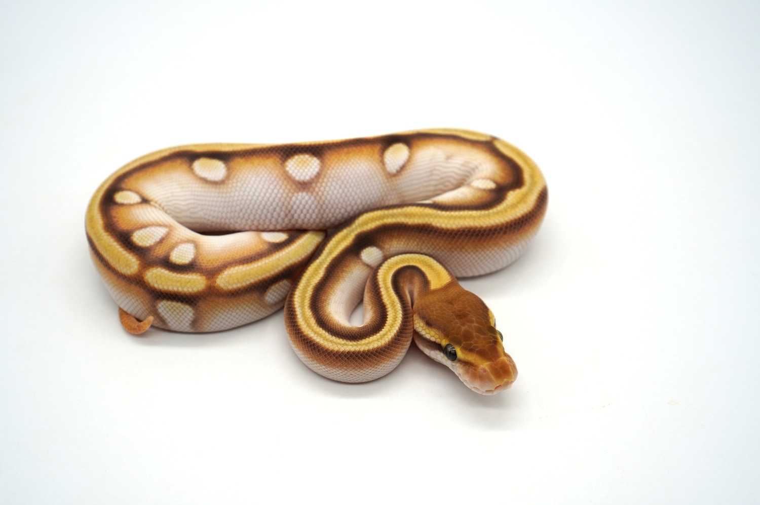 Super Orange Dream Cypress Red Stripe Mojave Het Clown Ball Python by ...