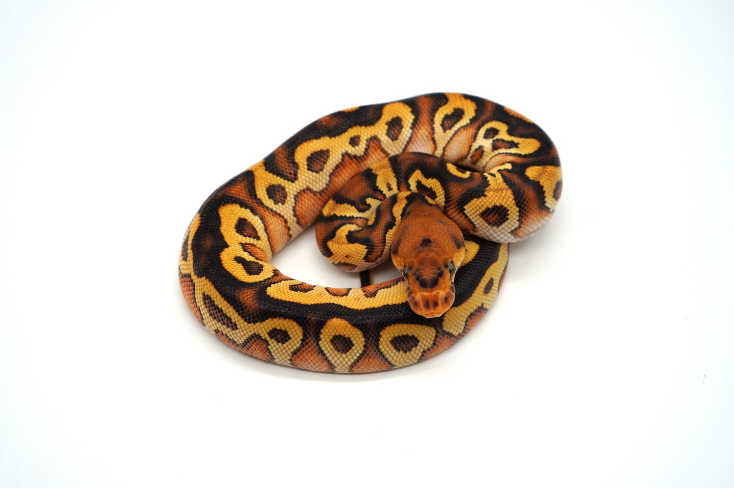 Super Orange Dream YB Black Pastel Enchi Clown Ball Python by Ozzy ...